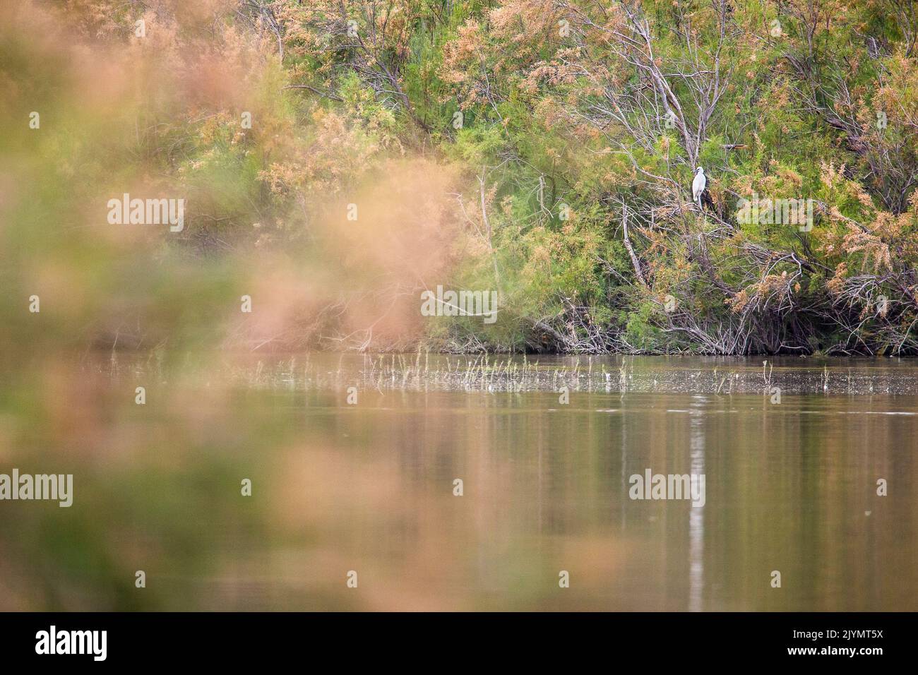Little egret (Egretta garzetta) in flowering tamarisk trees, Camargue ...