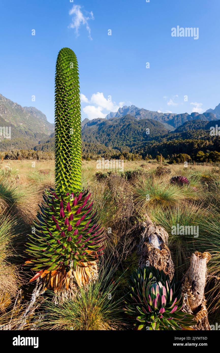 Giant Lobelia (Lobelia bequaertii) in the high mountains of the ...