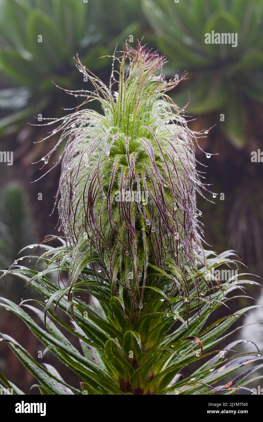 Giant Lobelia (Lobelia wollastonii) with florescence, flower spike, in ...