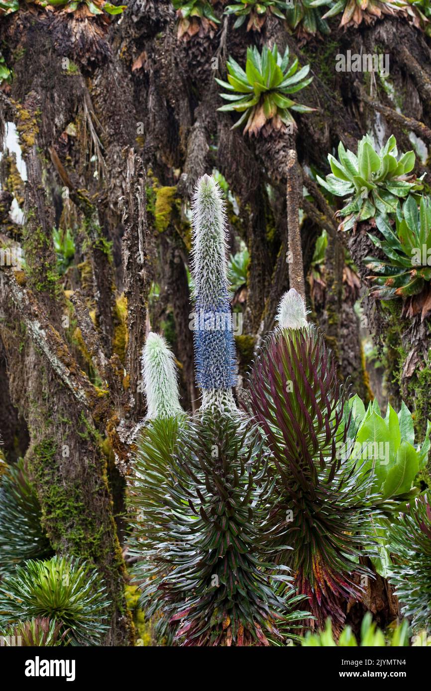 Giant Lobelia (Lobelia wollastonii) with florescence, flower spike, in ...