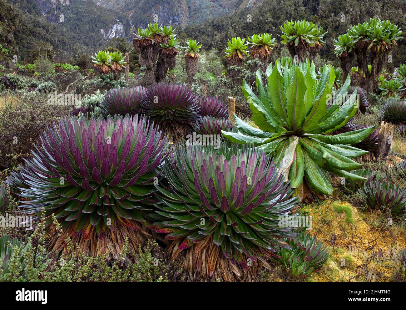 Giant lobelia lobelia bequaertii hi-res stock photography and images ...