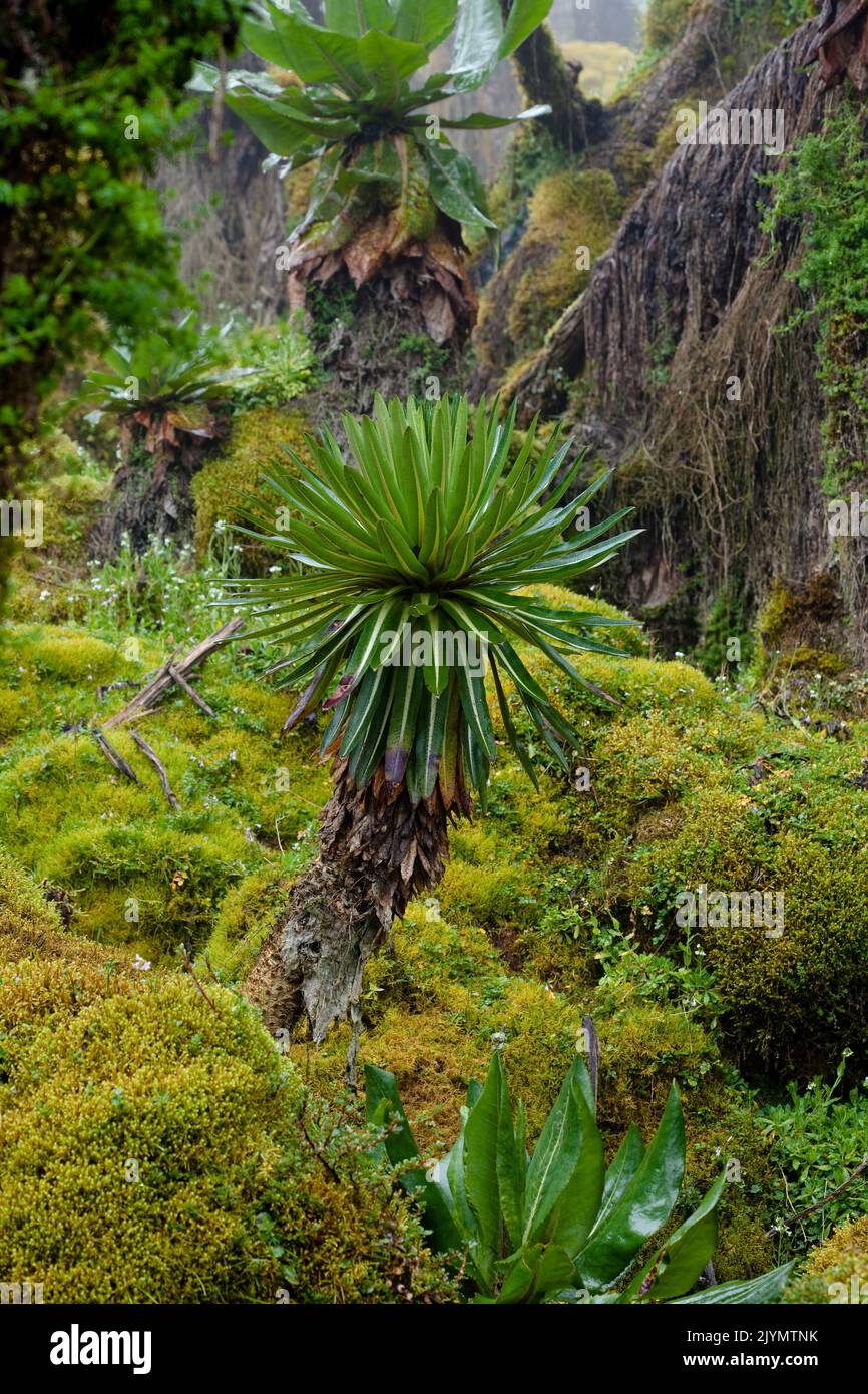 Young Giant Lobelia (Lobelia wollastonii) in hte high mountains of the ...