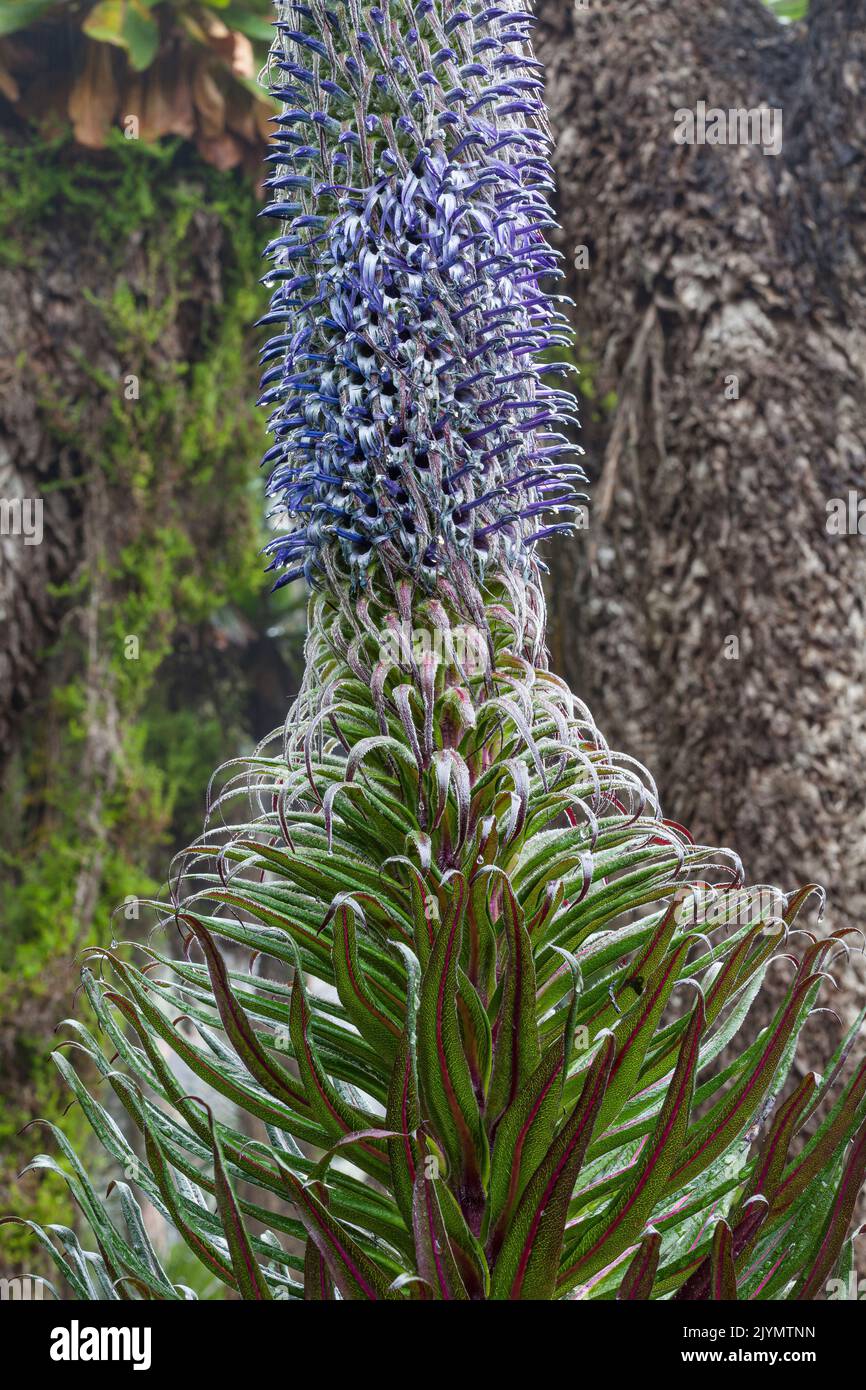Giant Lobelia (Lobelia wollastonii) with florescence, flower spike, in ...