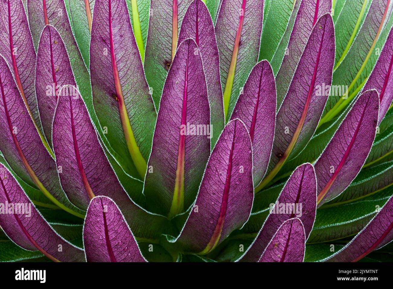 Giant Lobelia (Lobelia bequaertii) in the high mountains of the ...