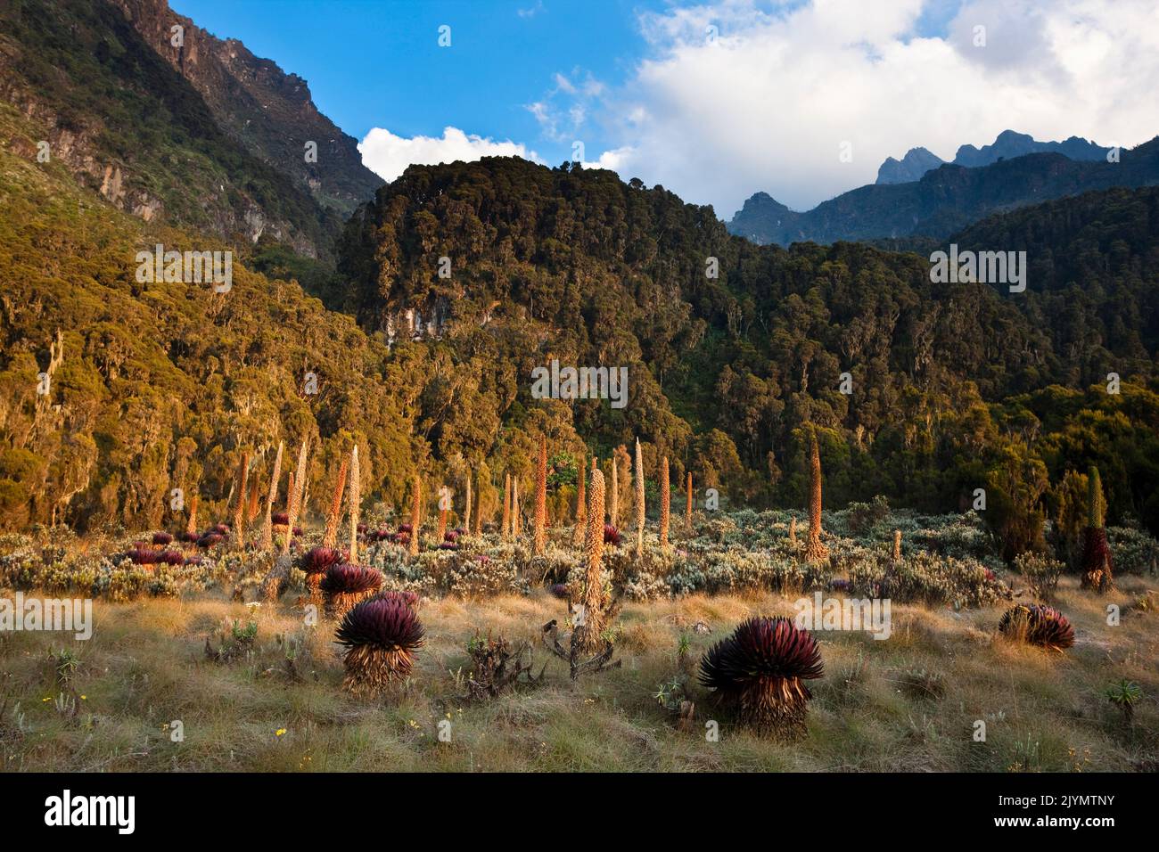 Giant lobelias (Lobelia bequaertii) at 3700m in the Rwenzoris ...