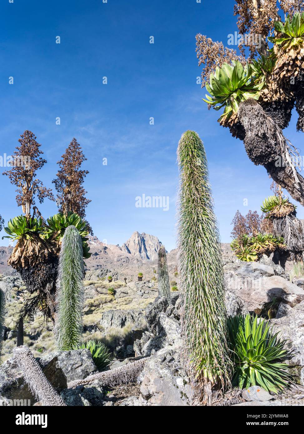 Giant Lobelia (Lobelia telekii) in the Mt. Kenya National Park. In the ...