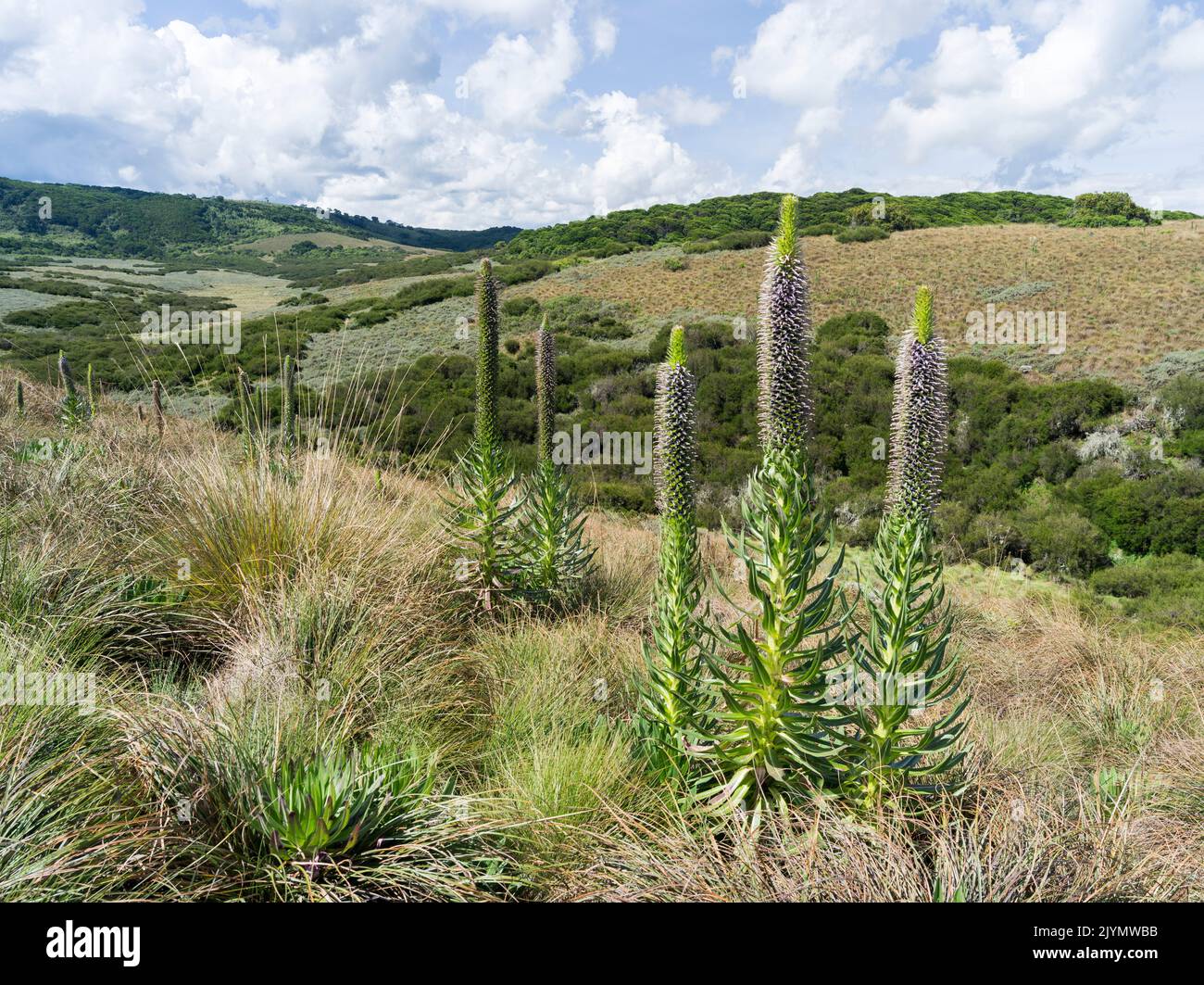 Giant Lobelia (Lobelia aberdarica) in the Aberdare National Park ...