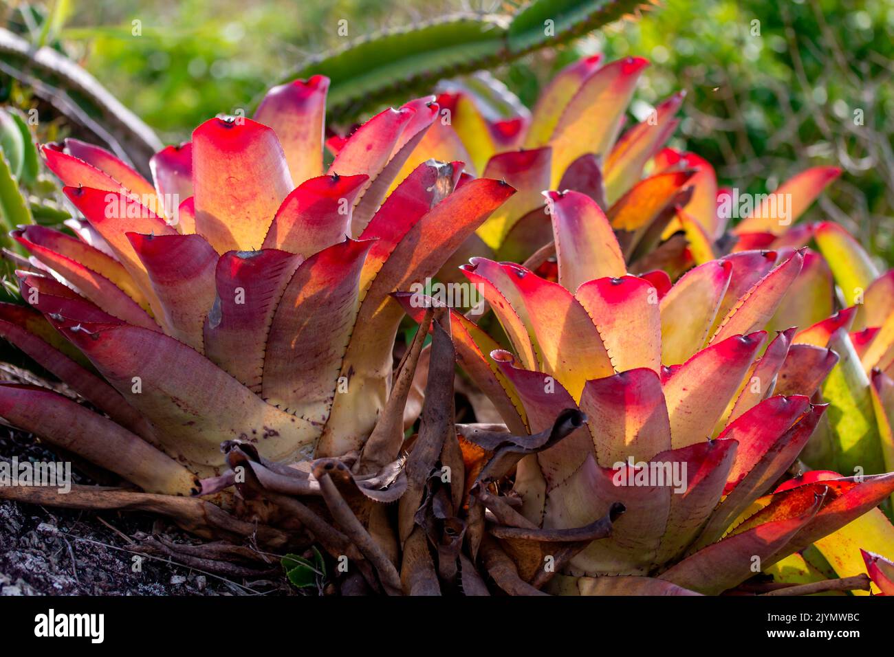 Bromeliads (Neoregelia sp.) growing on rock, Ilhabela, Sao Paulo State ...