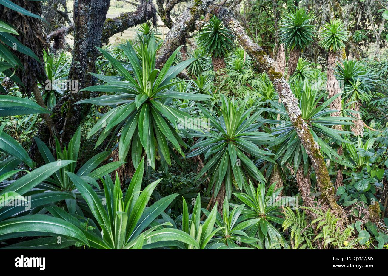 Giant Lobelia (Lobelia bambuseti) in the Aberdare National Park. Africa ...