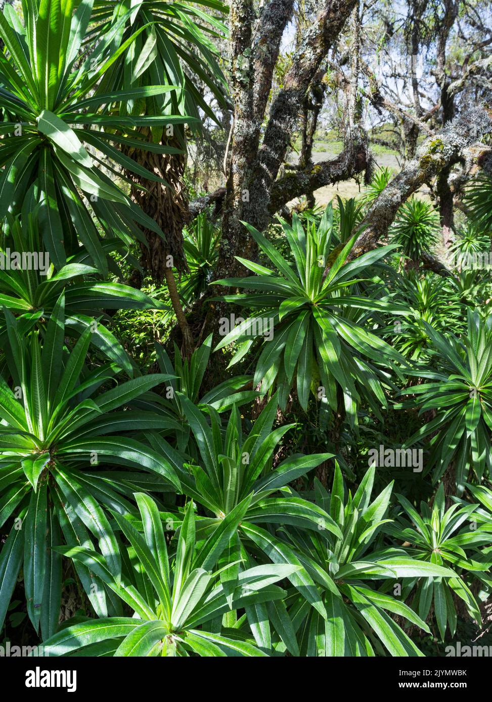 Giant Lobelia (Lobelia bambuseti) in the Aberdare National Park. Africa ...
