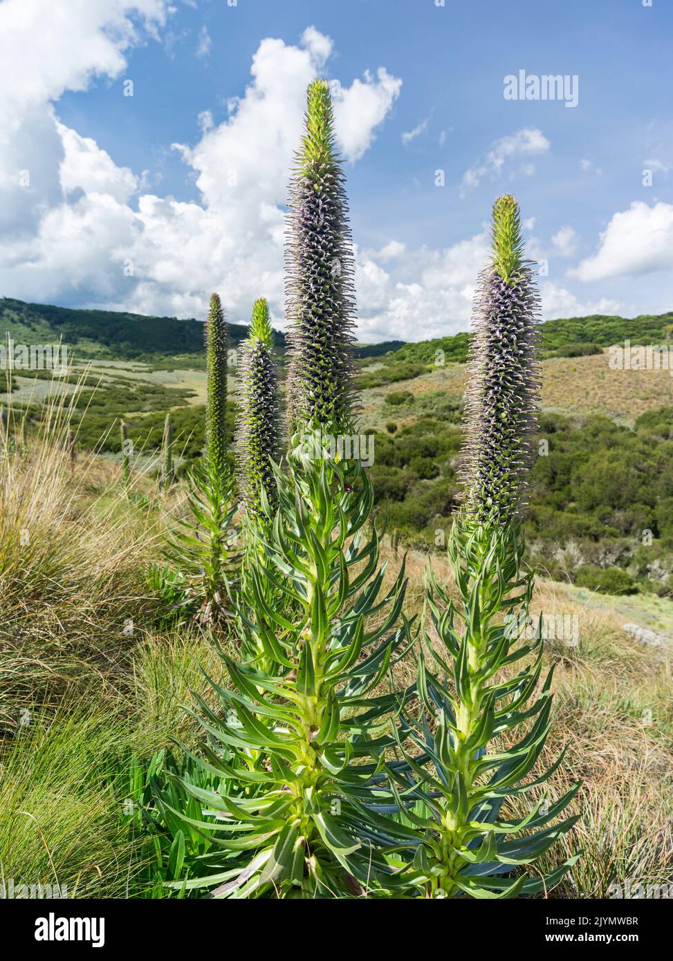 Giant Lobelia (Lobelia aberdarica) in the Aberdare National Park ...