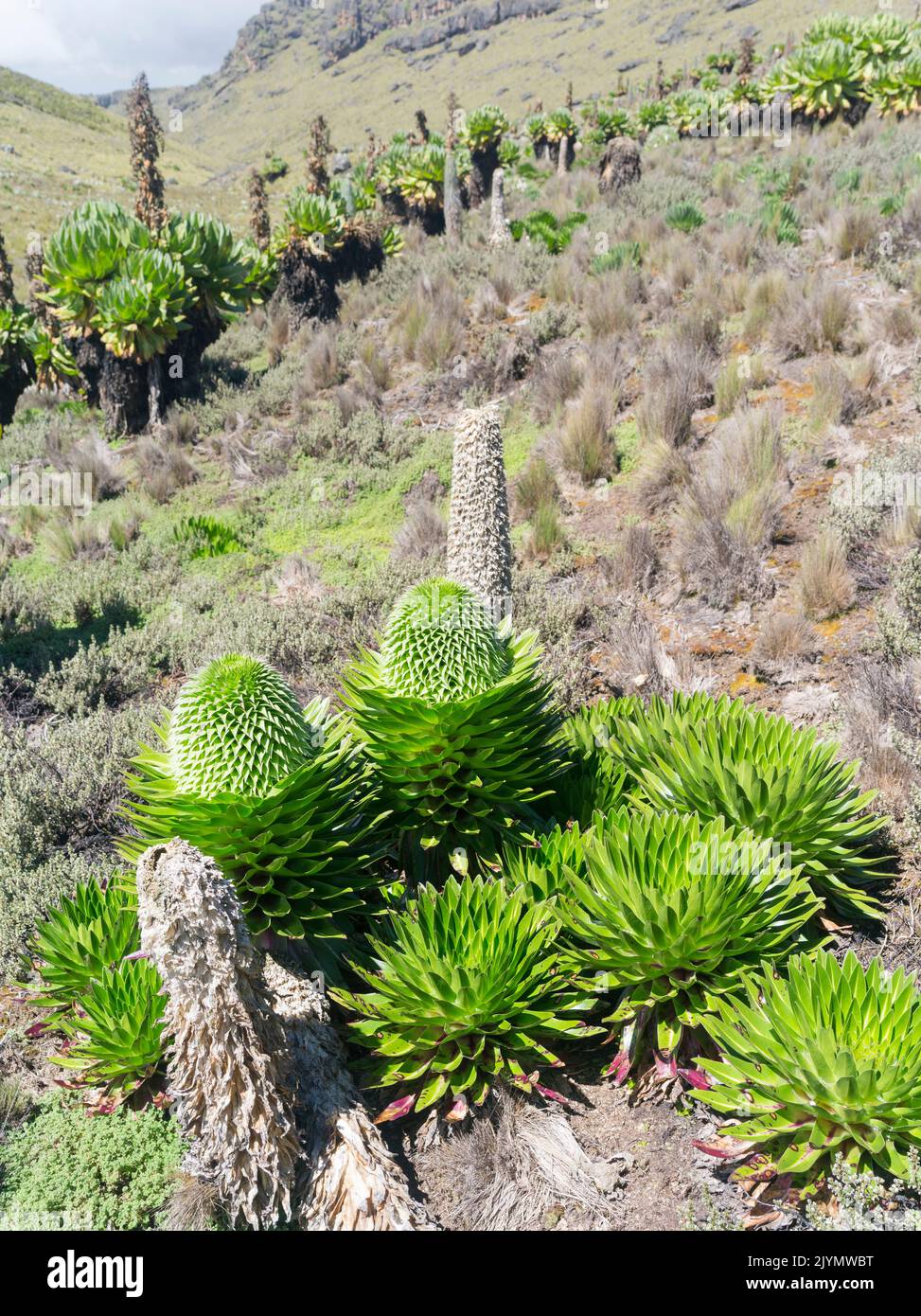 Giant Lobelia (Lobelia deckenii) in the Mt. Kenya National Park. Africa ...