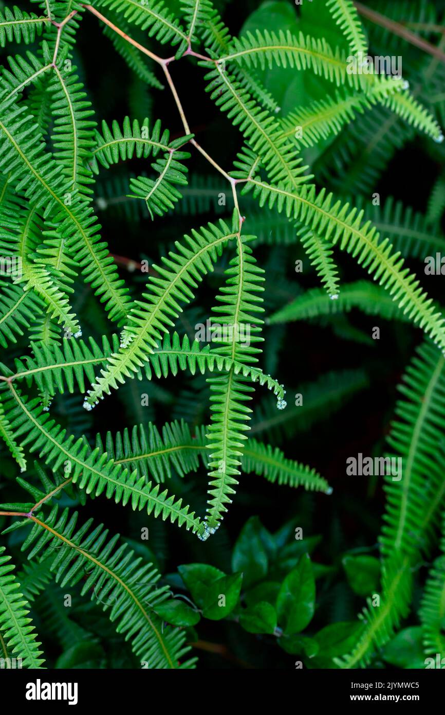 Gleichenella pectinata hi-res stock photography and images - Alamy