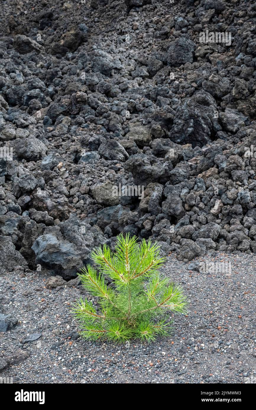 A newly planted pine seedling, part of a land reclamation and ...