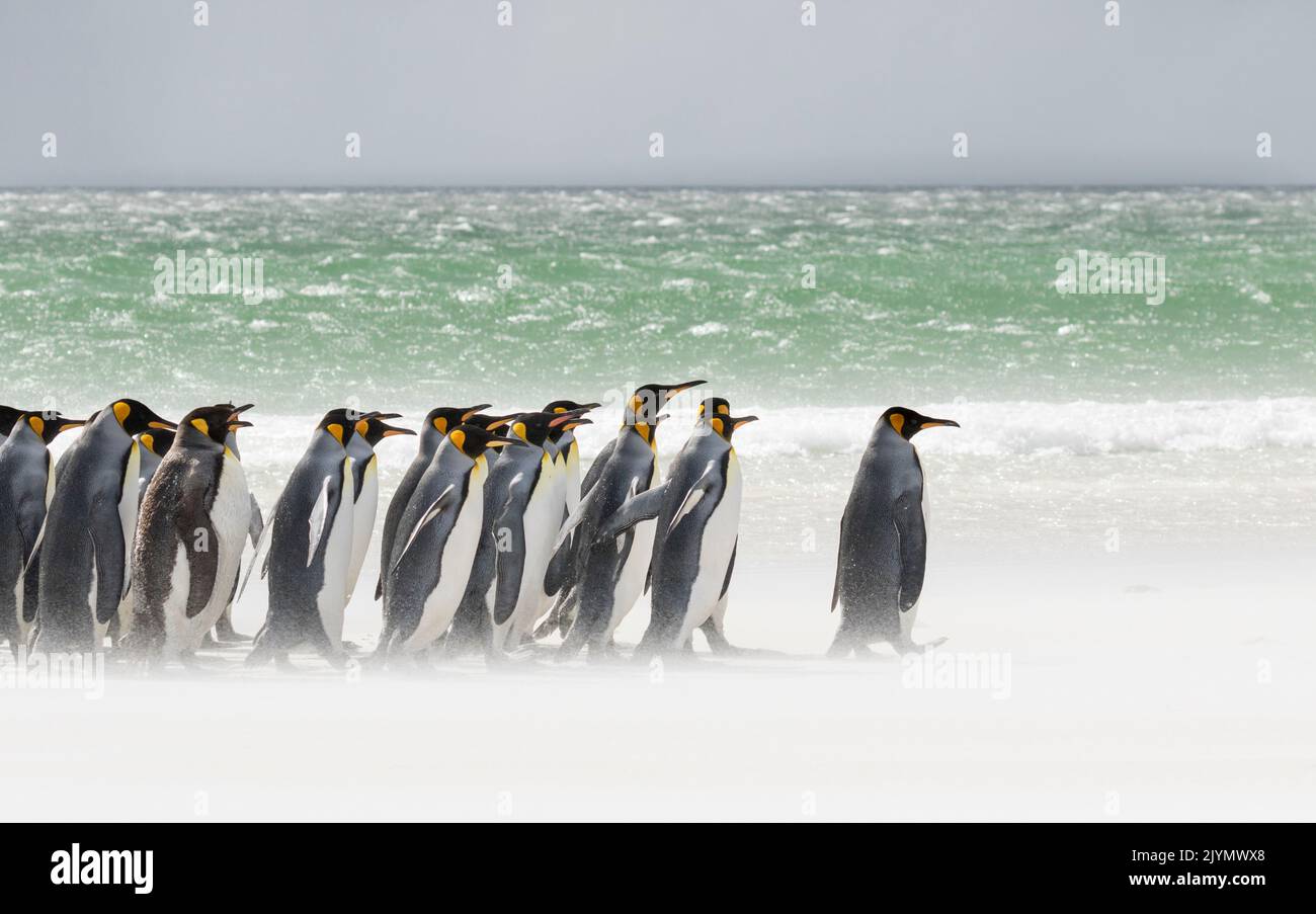 King Penguin (Aptenodytes patagonicus) on the Falkand Islands in the ...