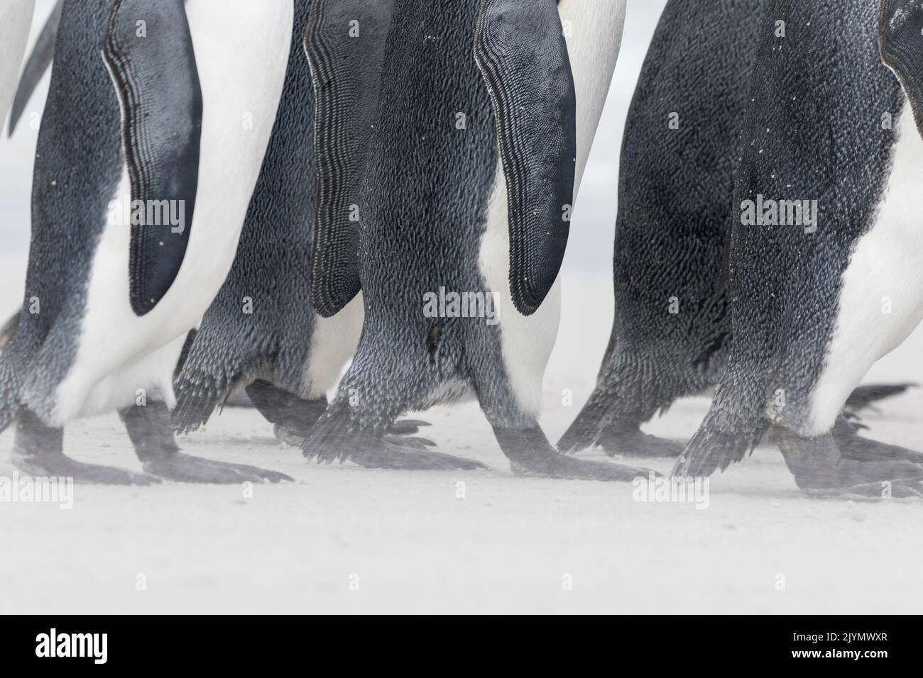 King Penguin (Aptenodytes patagonicus) on the Falkand Islands in the ...