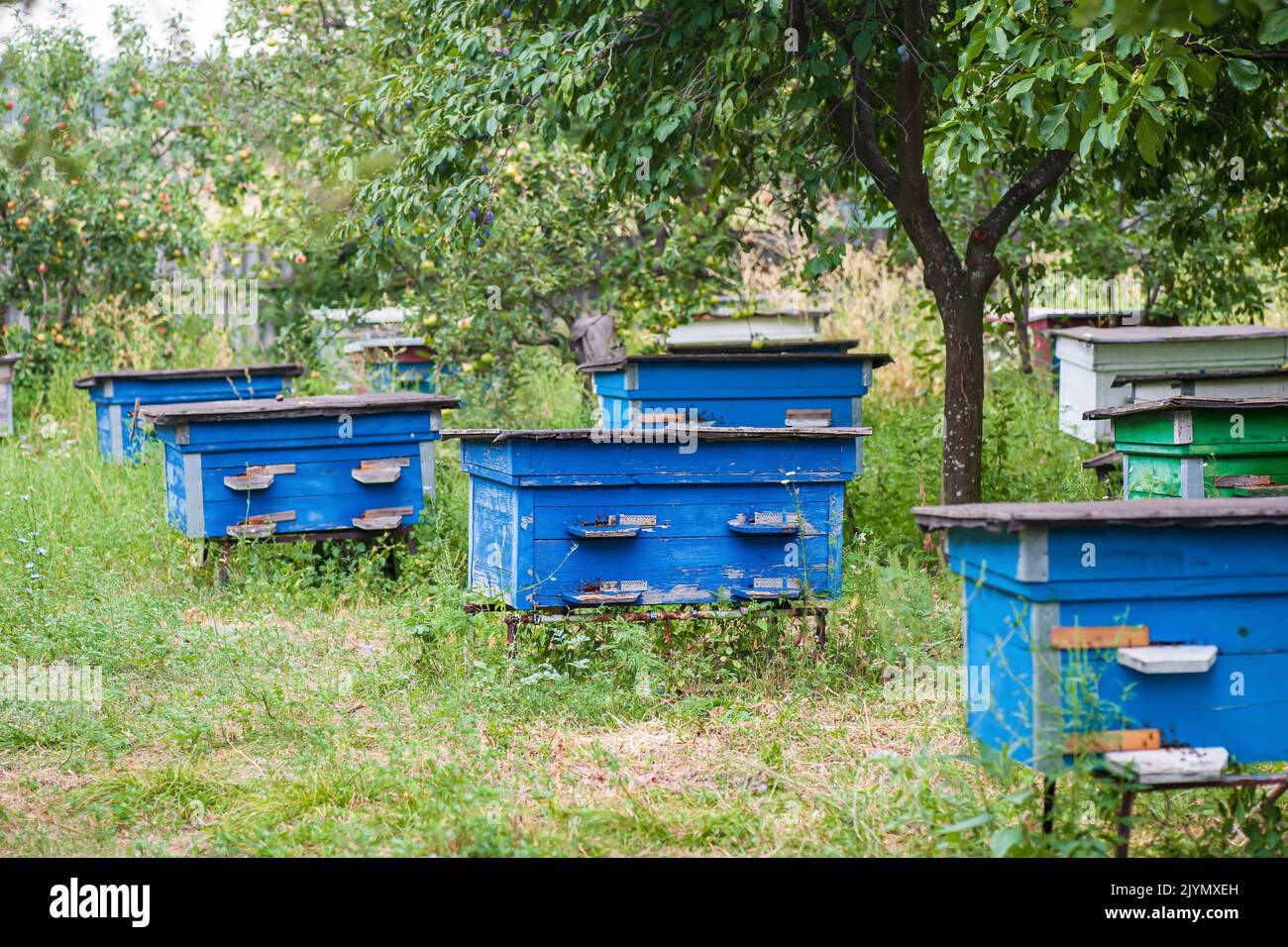Hives in an apiary with bees in a green garden Stock Photo - Alamy