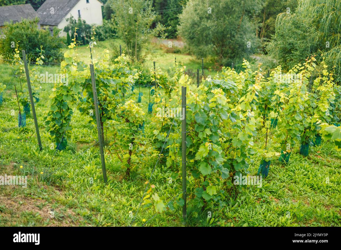 Grape plantation. Beautiful clusters of ripening grapes. Winemaking and ...