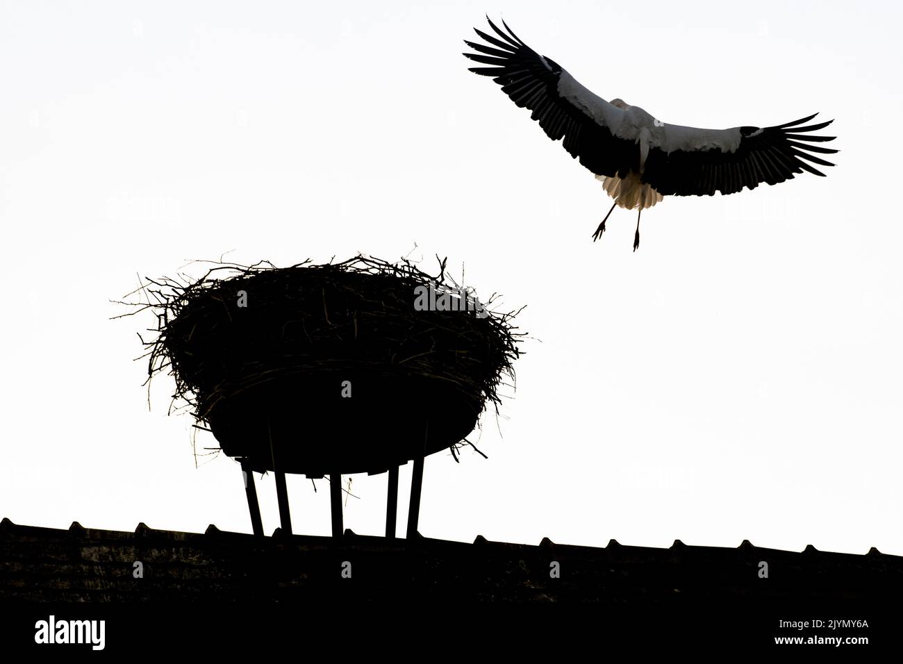 White stork (Ciconia ciconia) landing on its nest in spring, Alsace ...