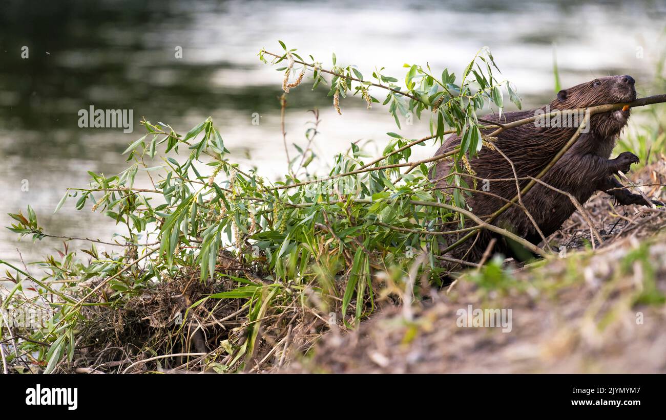 European beaver (Castor fiber) retrieving a willow branch from the bank ...