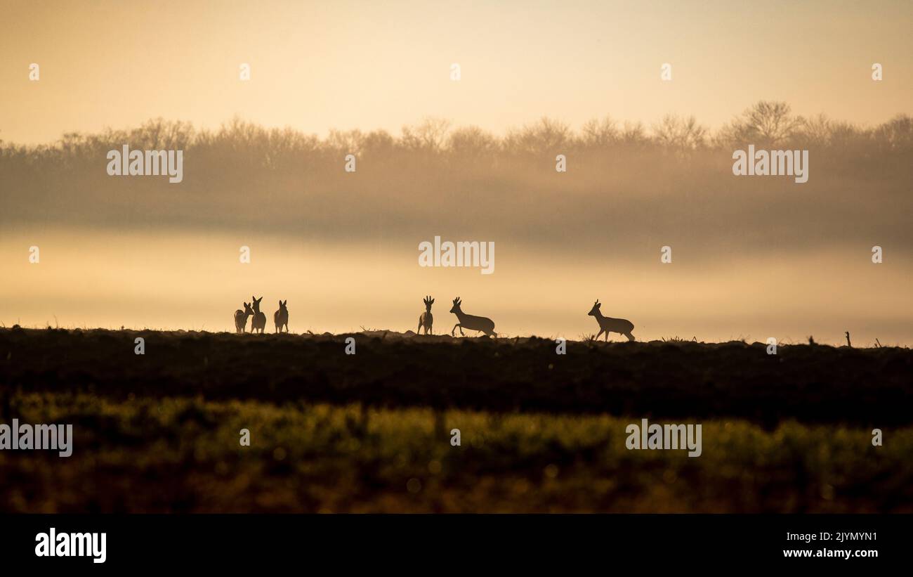 RoeDeer (Capreolus capreolus) group in a field in winter, Alsace ...