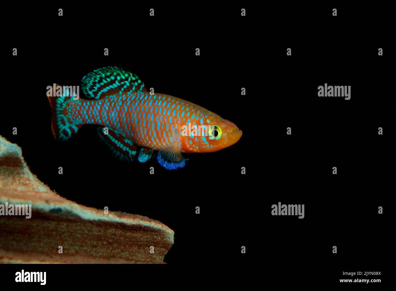 Bluefin Notho (Nothobranchius rachovii) male on black background Stock ...