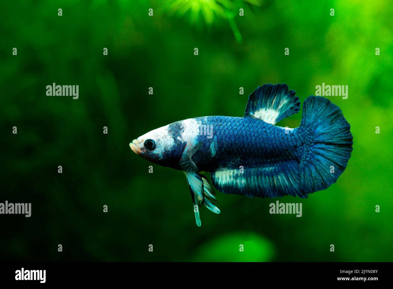 Siamese fighting fish (Betta splendens). Betta male panda plakat short ...