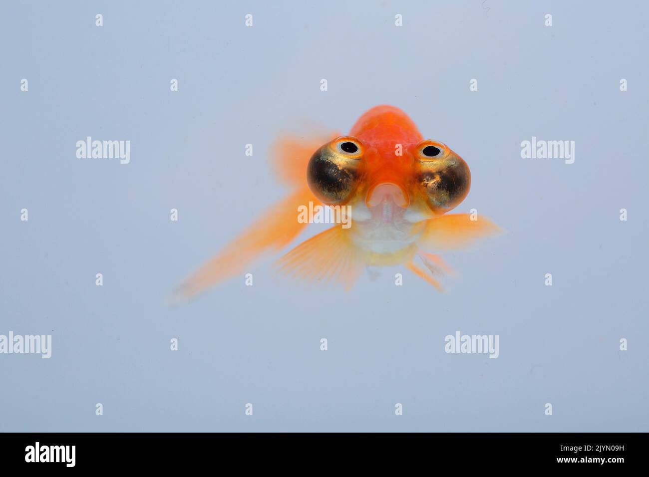 Celestial eye sailfish (Carassius auratus). Close-up on white ...