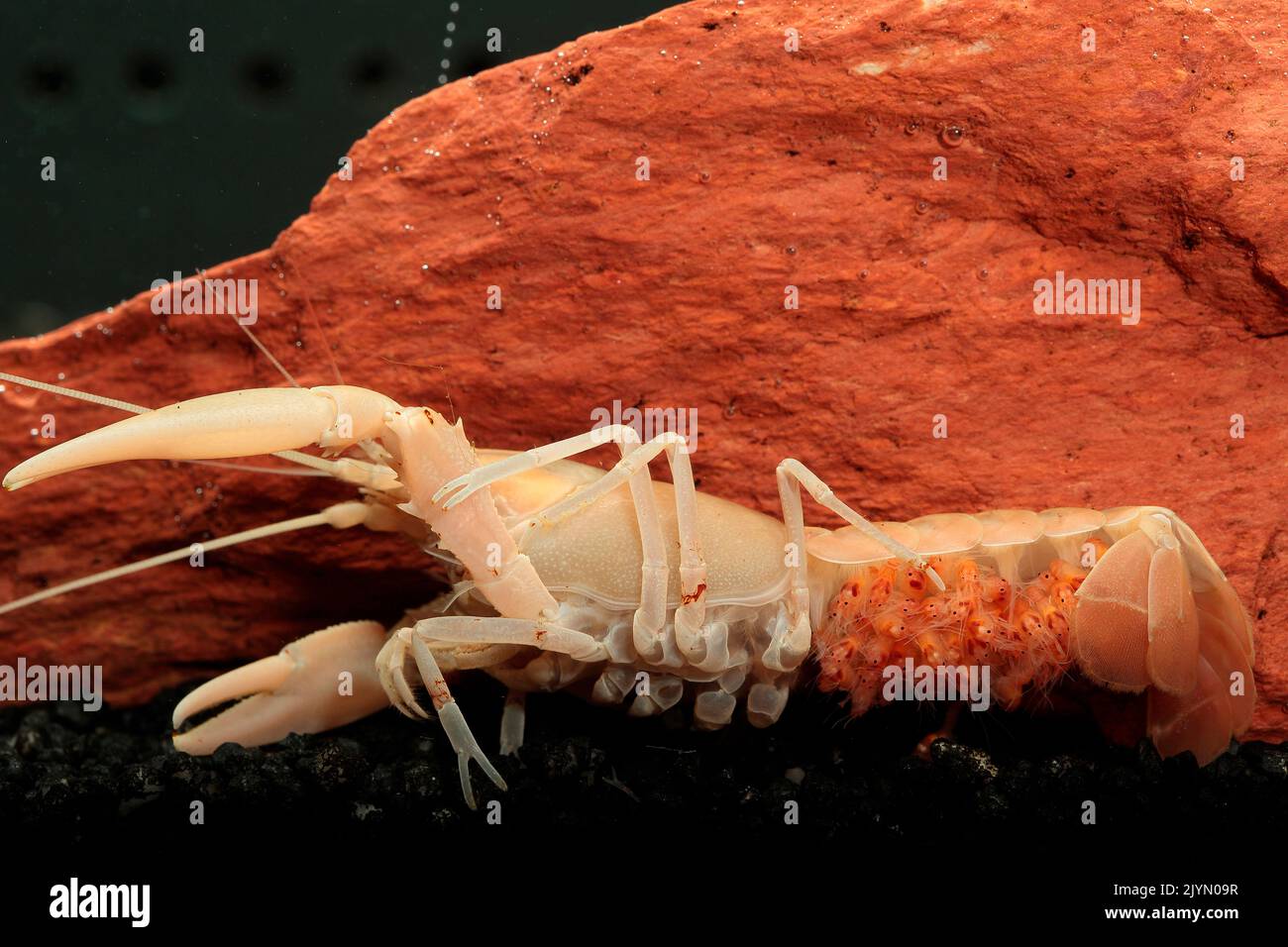Crayfish carrying babies hi-res stock photography and images - Alamy