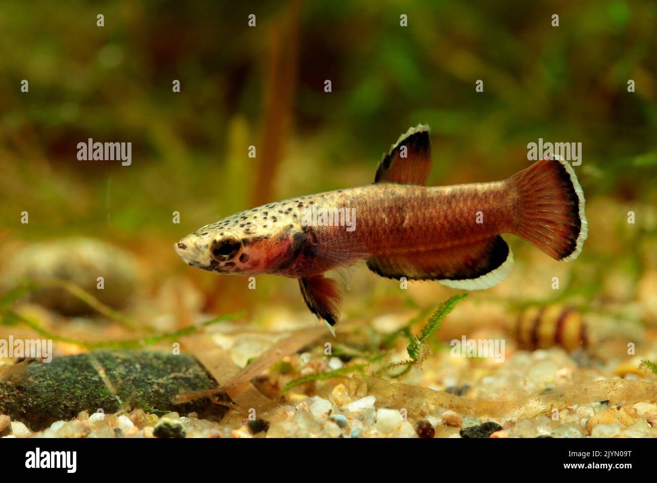 Krabi mouth-brooding betta (Betta simplex) male in aquarium Stock Photo ...