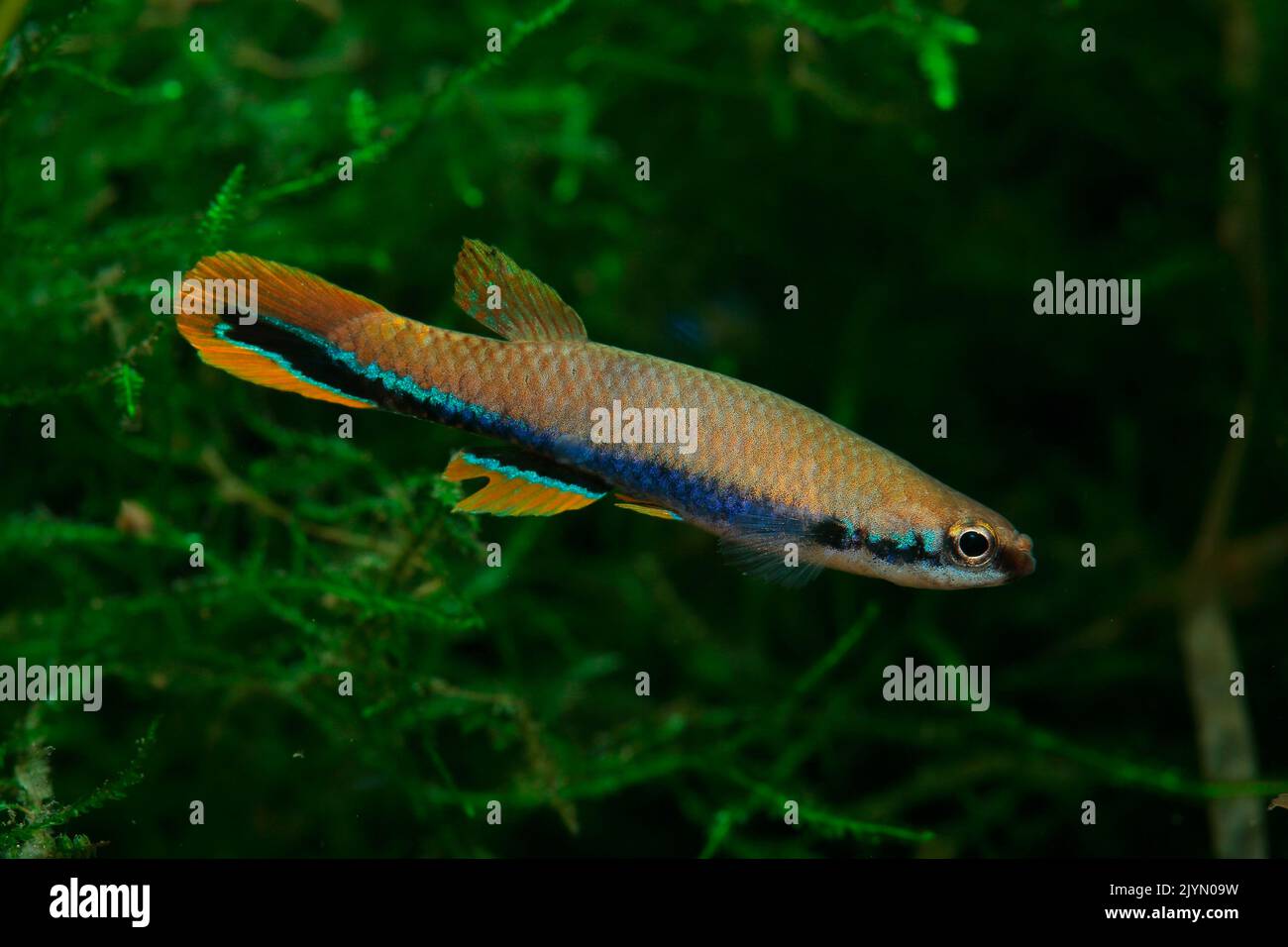 Blue Striped Rivulus (Laimosemion xiphidius) male in aquarium Stock ...