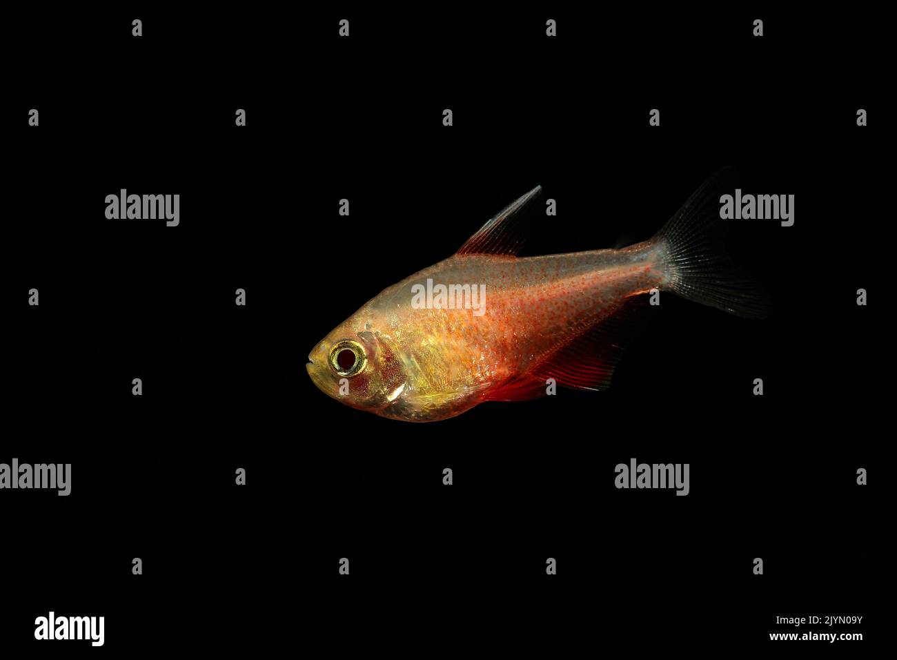 Flame tetra (Hyphessobrycon flammeus) orange mutation in aquarium Stock ...