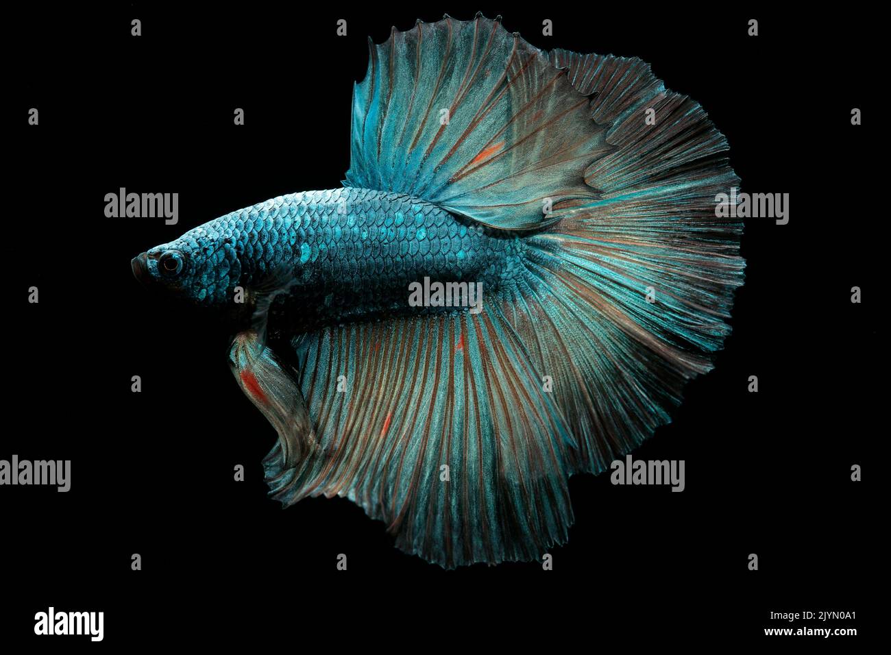 Siamese fighting fish (Betta splendens) Male half-moon fighting fish on ...
