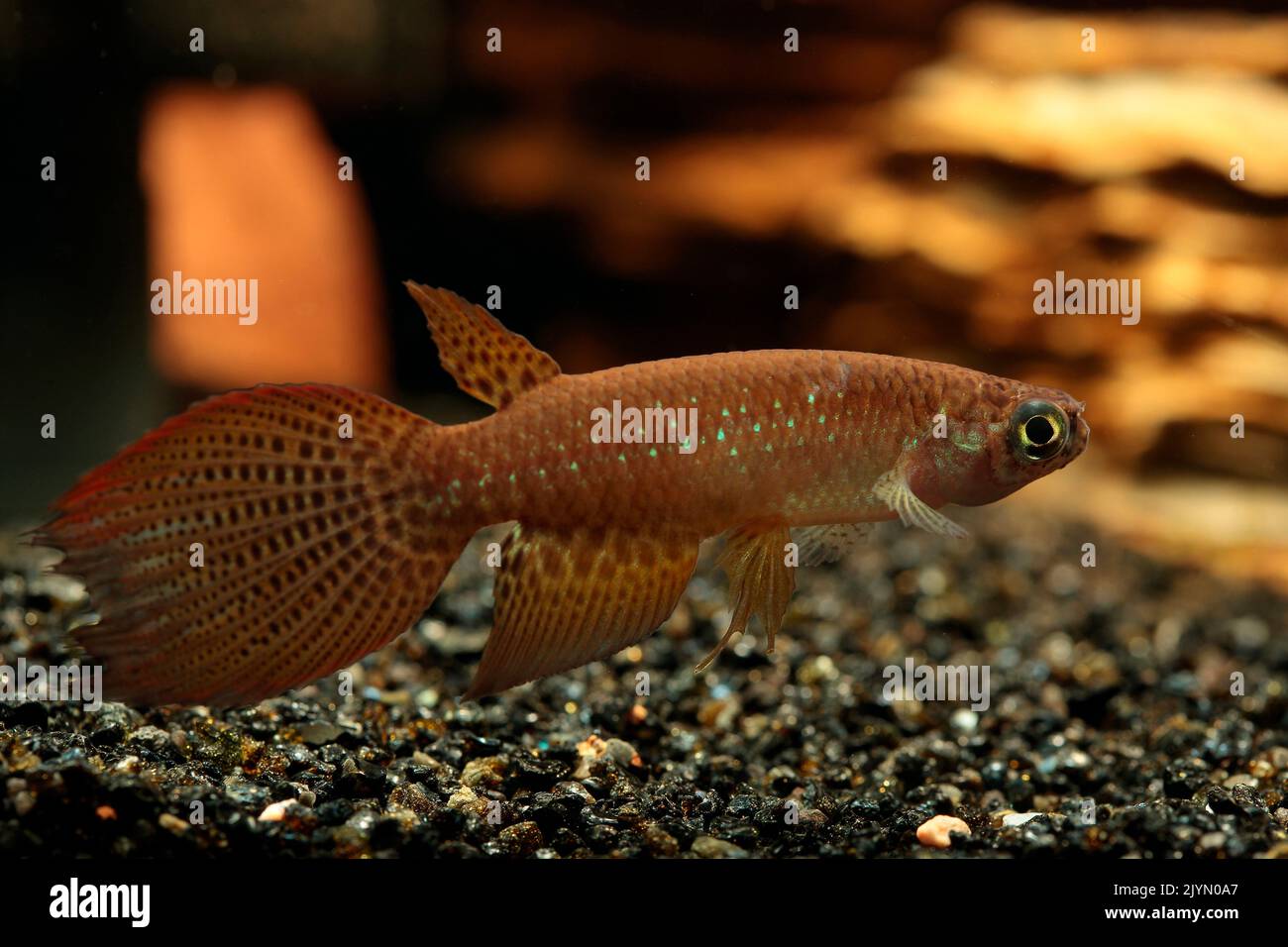 Longfin killie (Pterolebias longipinnis) male in aquarium Stock Photo ...