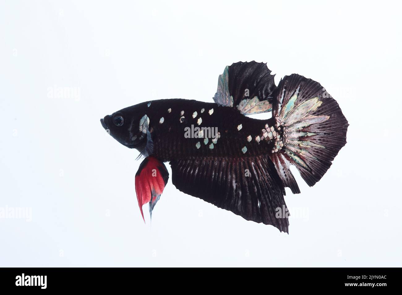 Siamese fighting fish (Betta splendens). Fighting fish Avatar on white ...