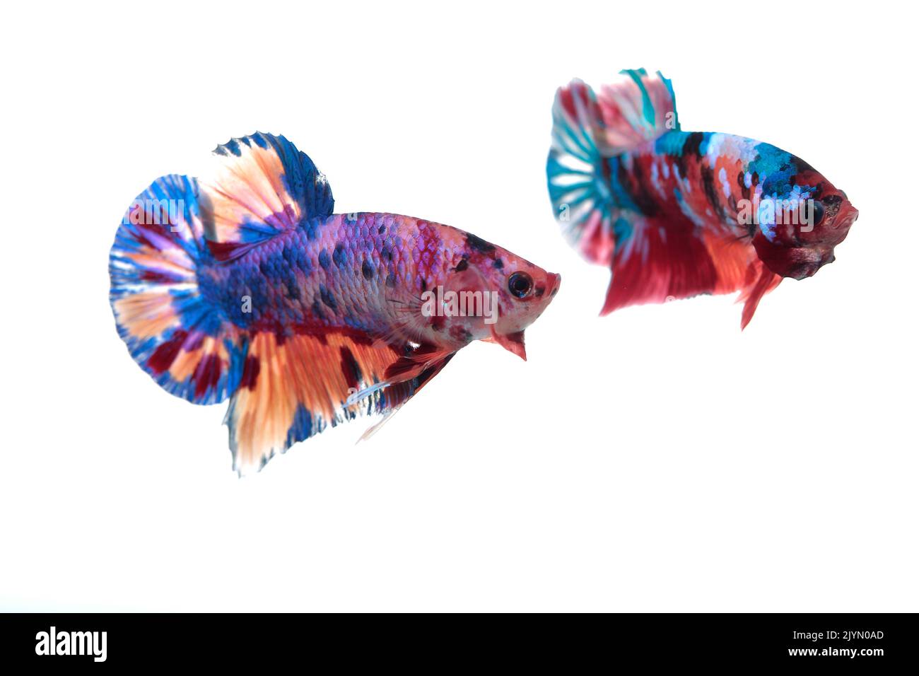 Siamese fighting fish (Betta splendens). Betta koi plakat two males ...