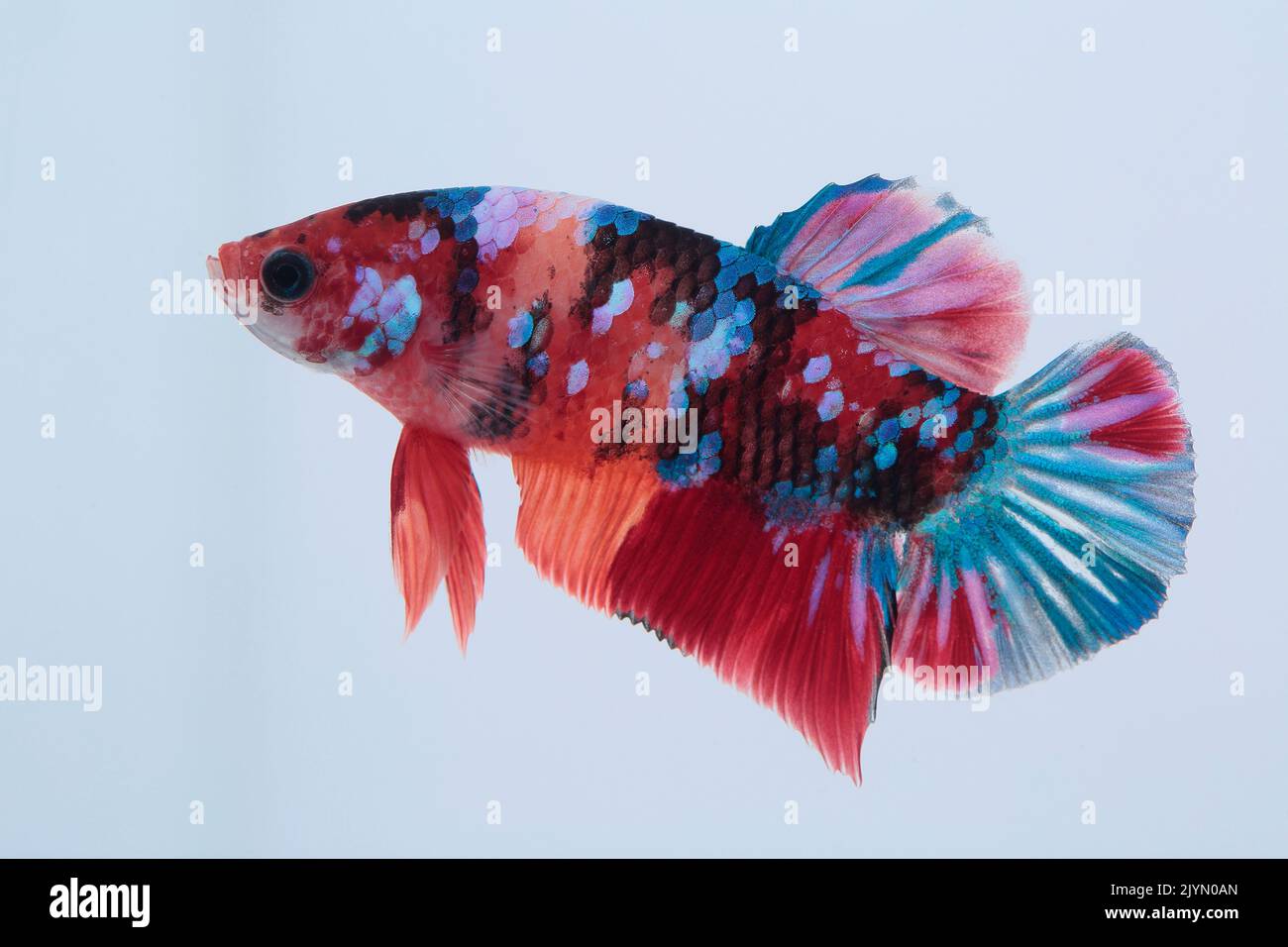 Siamese fighting fish (Betta splendens). Betta koi galaxy on white ...