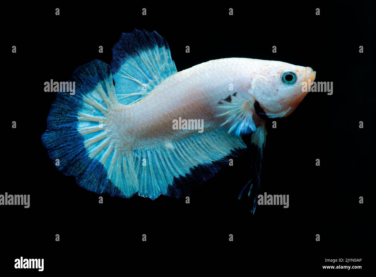 Siamese Fighting Fish Betta Splendens Betta Blue Rim Plakat Male On Siamese Fighting Fish Betta Splendens Betta Blue Rim Plakat Male On