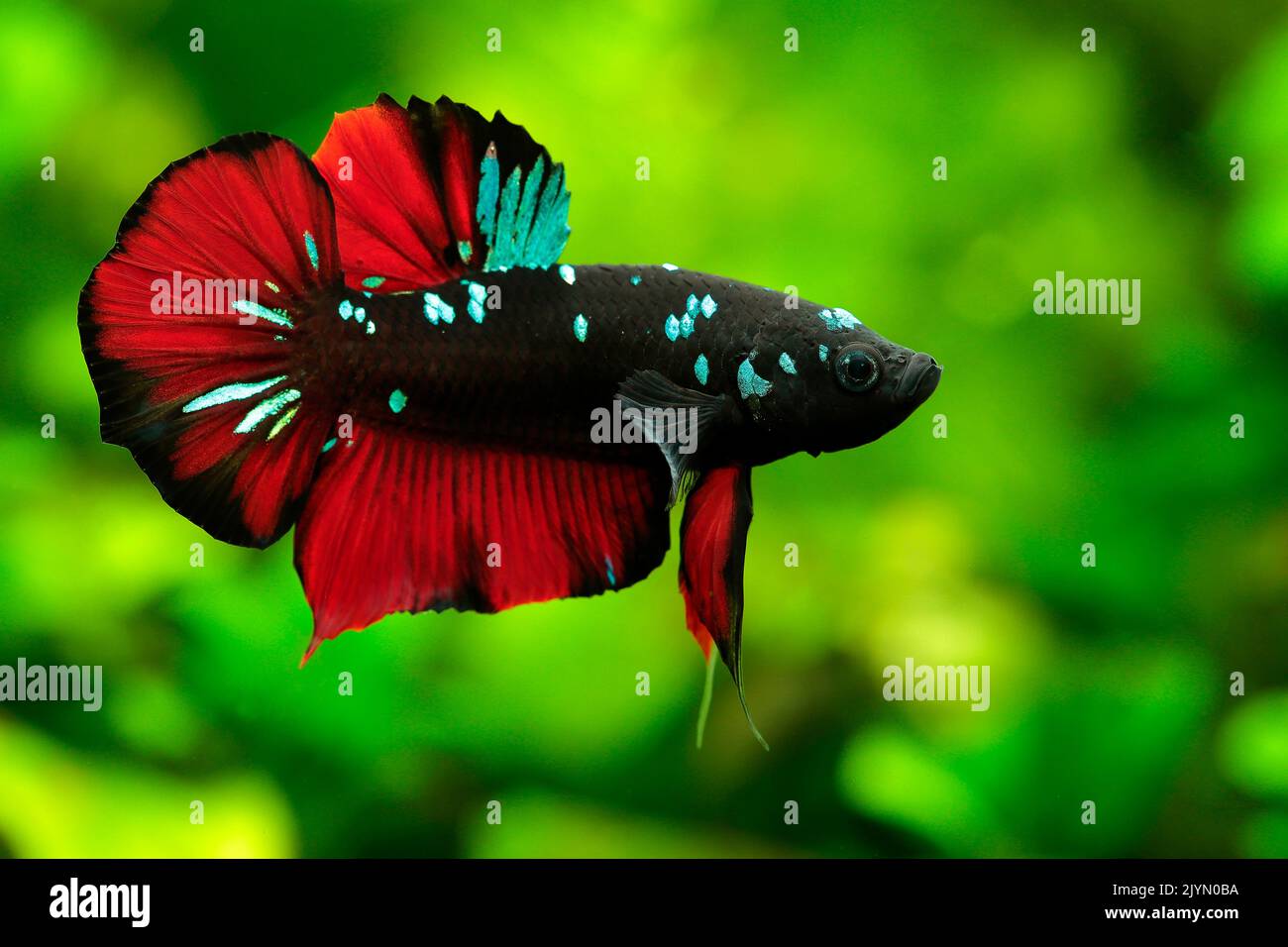 Siamese fighting fish (Betta splendens). Fighting fish Avatar male on ...