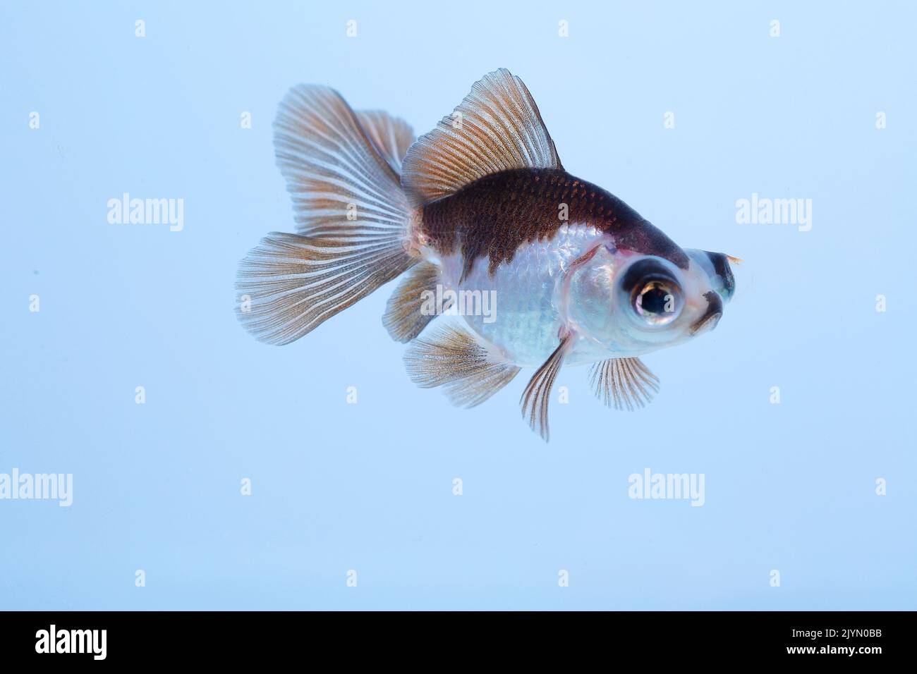 Panda eye sailfish (Carassius auratus). Close-up on white background ...