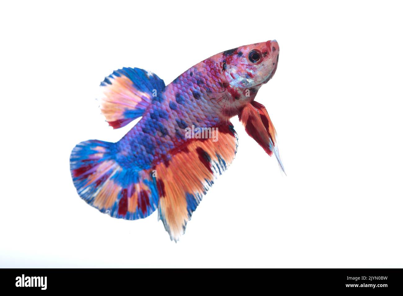 Siamese fighting fish (Betta splendens). Betta koi plakat on white ...