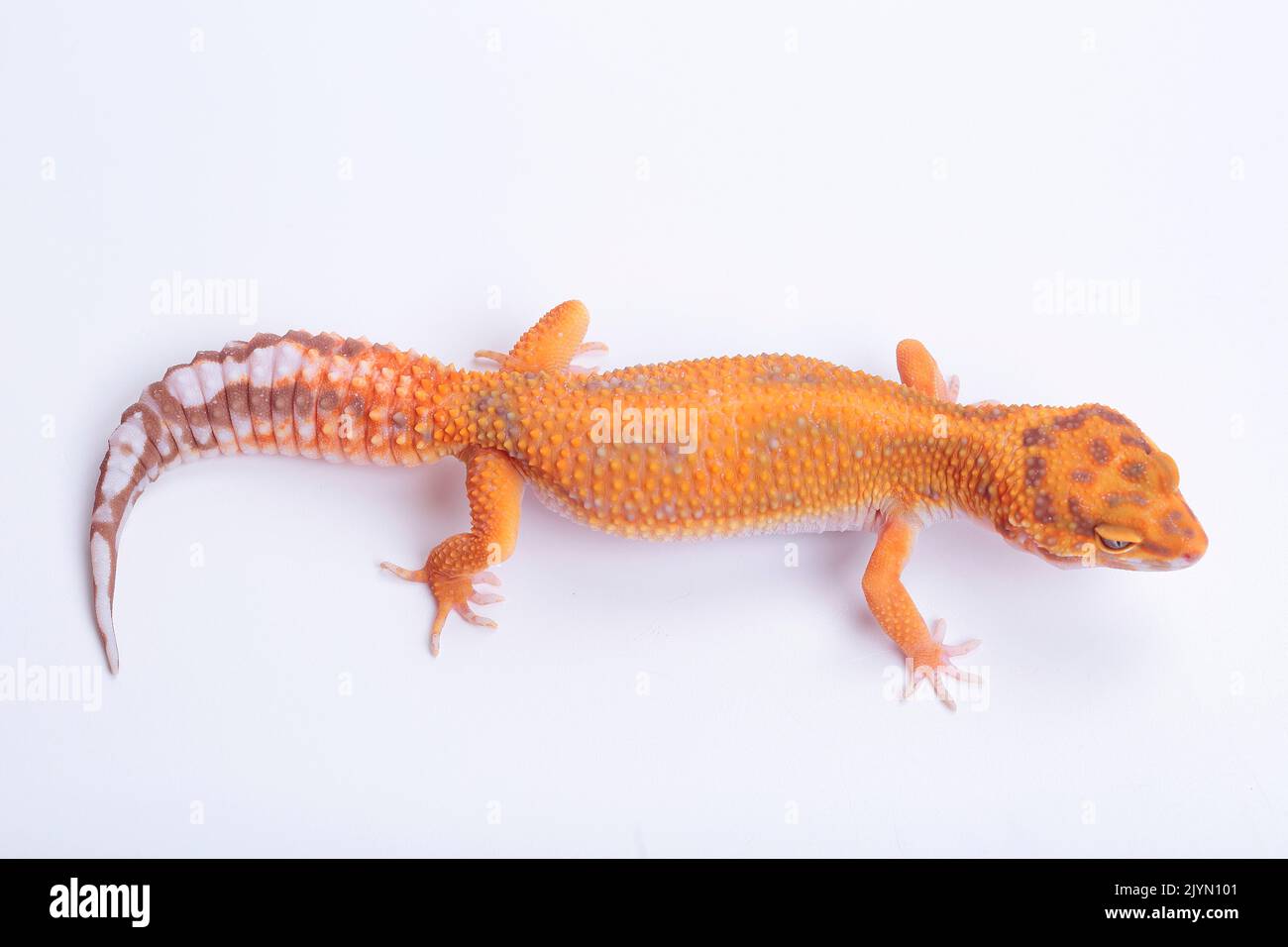 Common leopard gecko (Eublepharis macularius) on white background Stock ...
