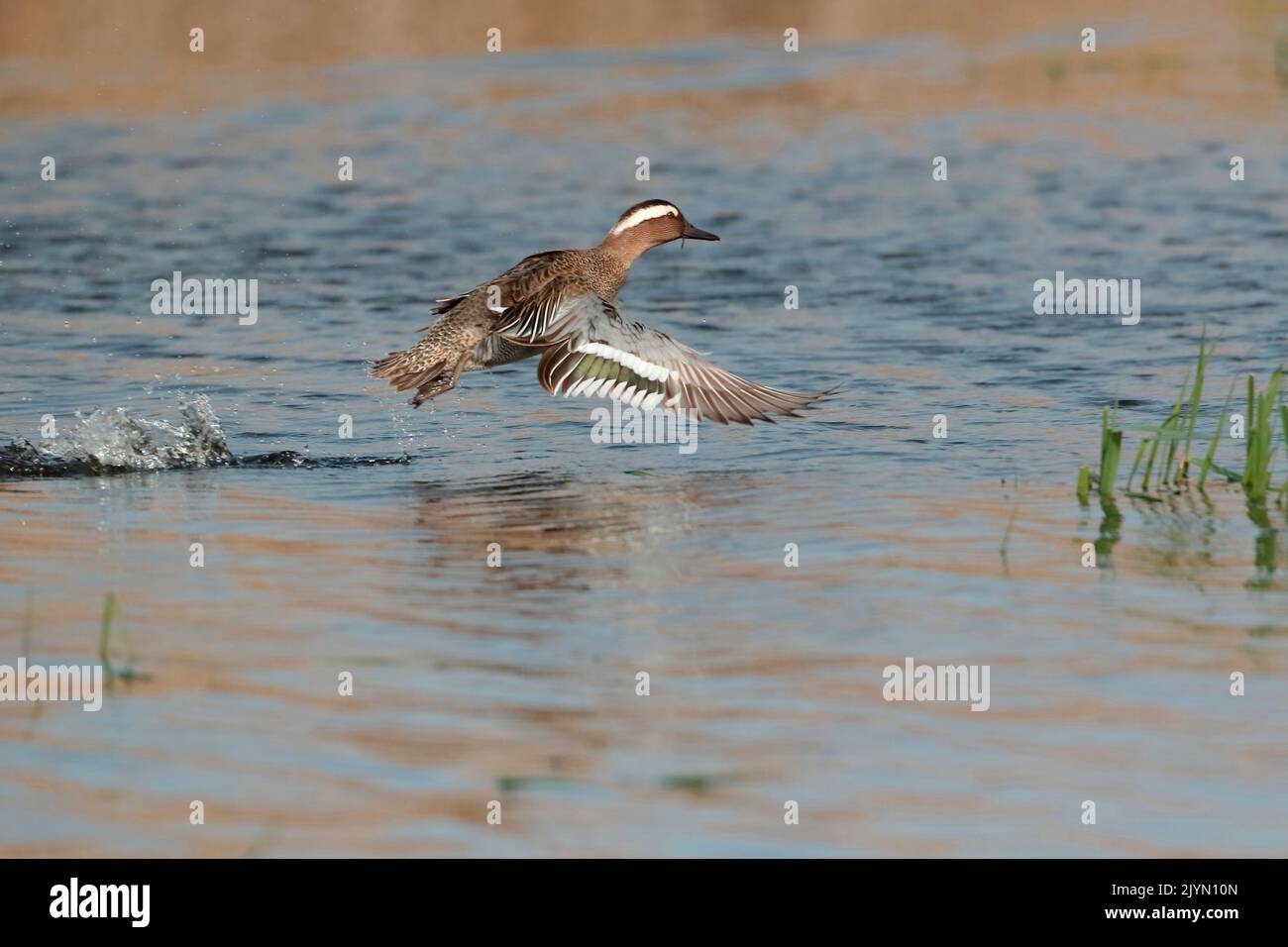 Garganey (Spatula querquedula) flying from the water surface, Brenne ...