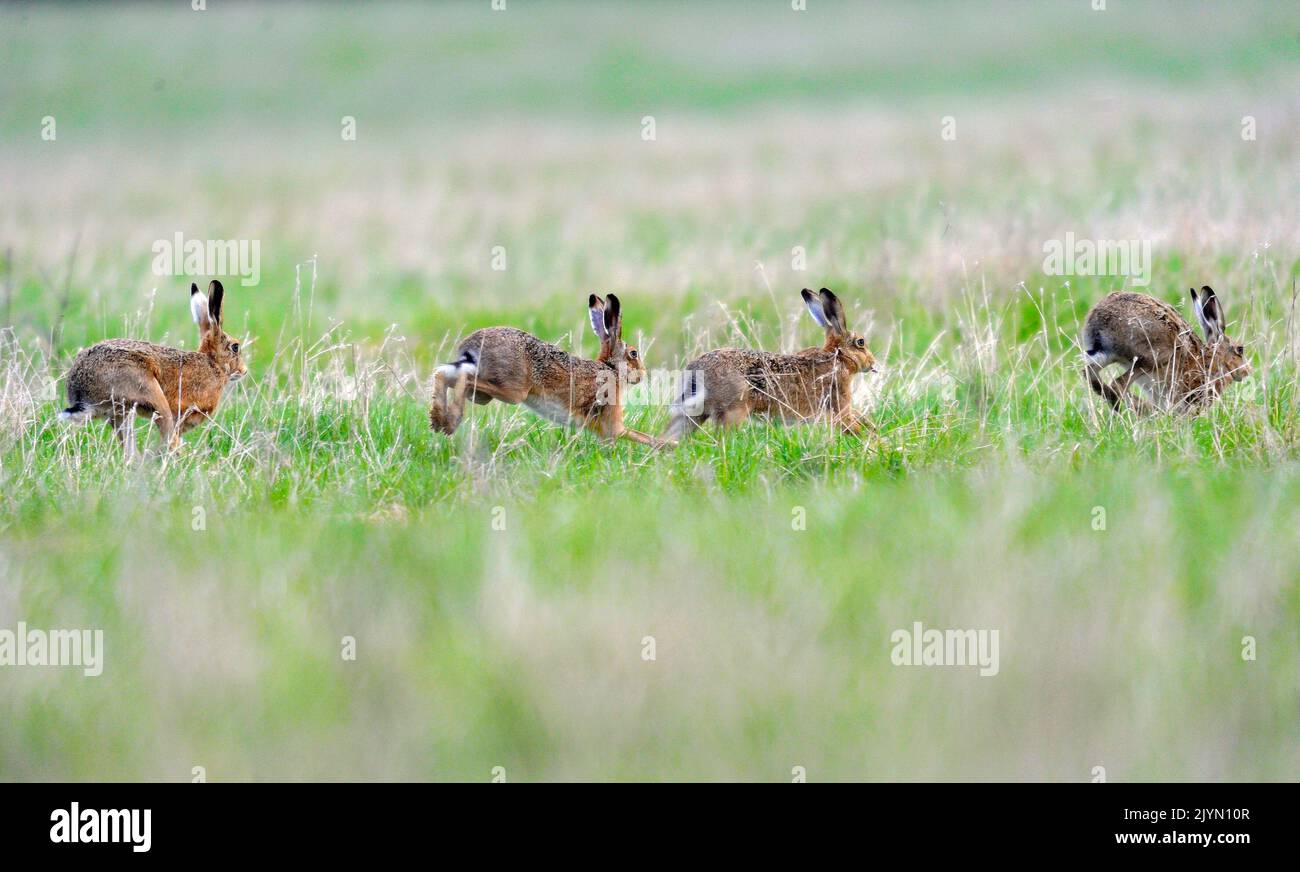 European hare (Lepus europaeus), pursuit during mating time, Lorraine ...