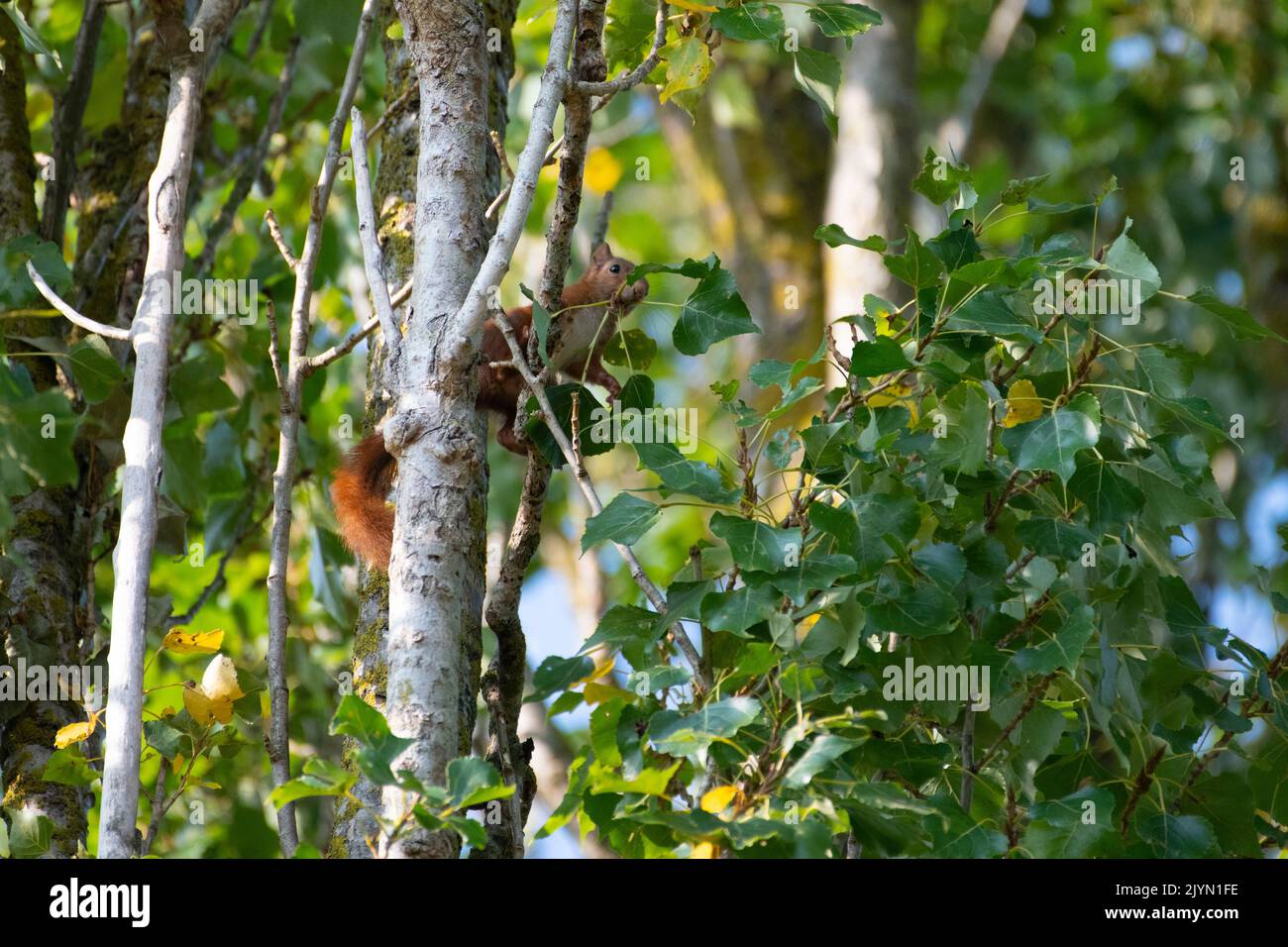 Red squirrel, (Sciurus vulgaris), collecting branch to make a nest ...