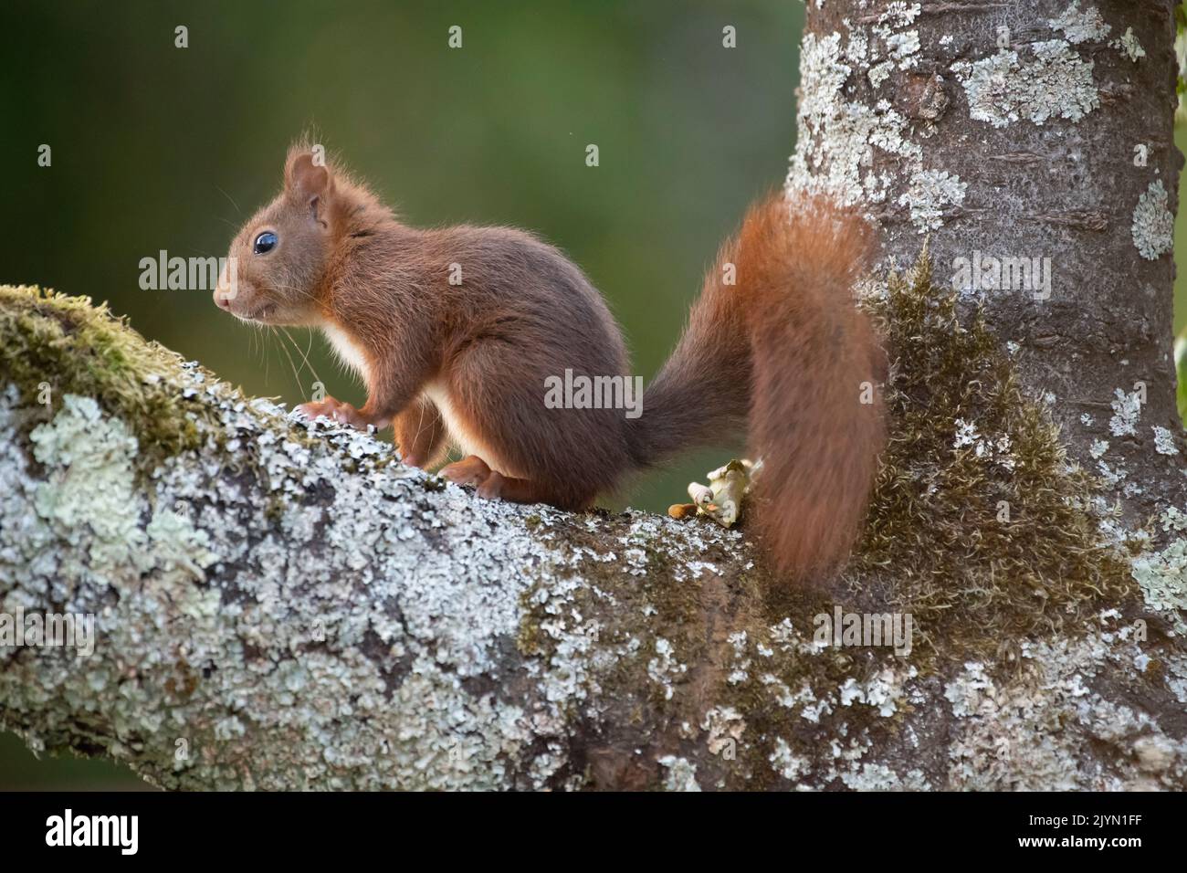 Red squirrel, (Sciurus vulgaris) on a branch, Lorraine, France Stock ...