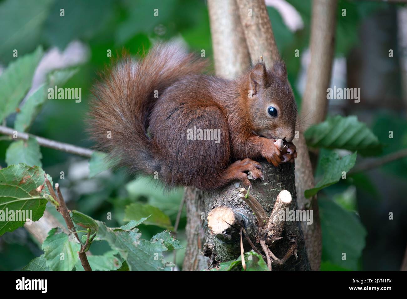 Red squirrel, (Sciurus vulgaris), eating an hazelnut, Lorraine, France ...
