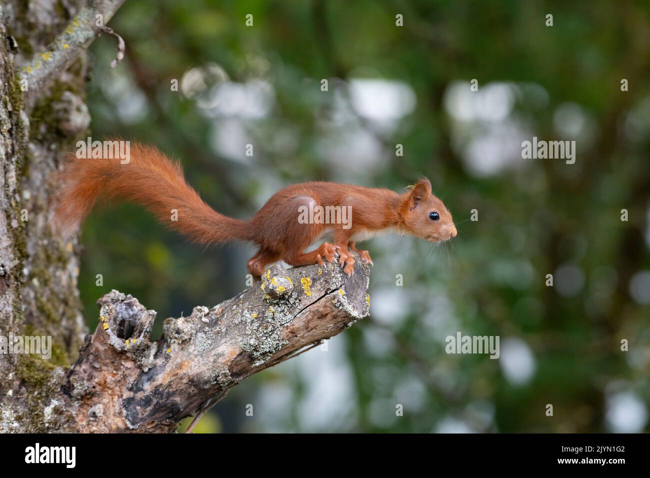 Red squirrel, (Sciurus vulgaris) on a branch, Lorraine, France Stock ...