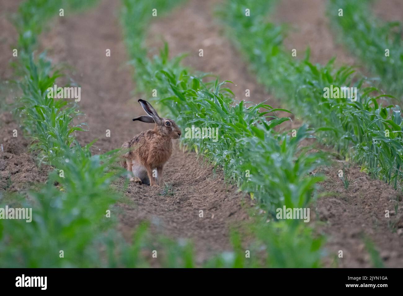 European hare (Lepus europaeus), sitting in a maïs field, Lorraine ...