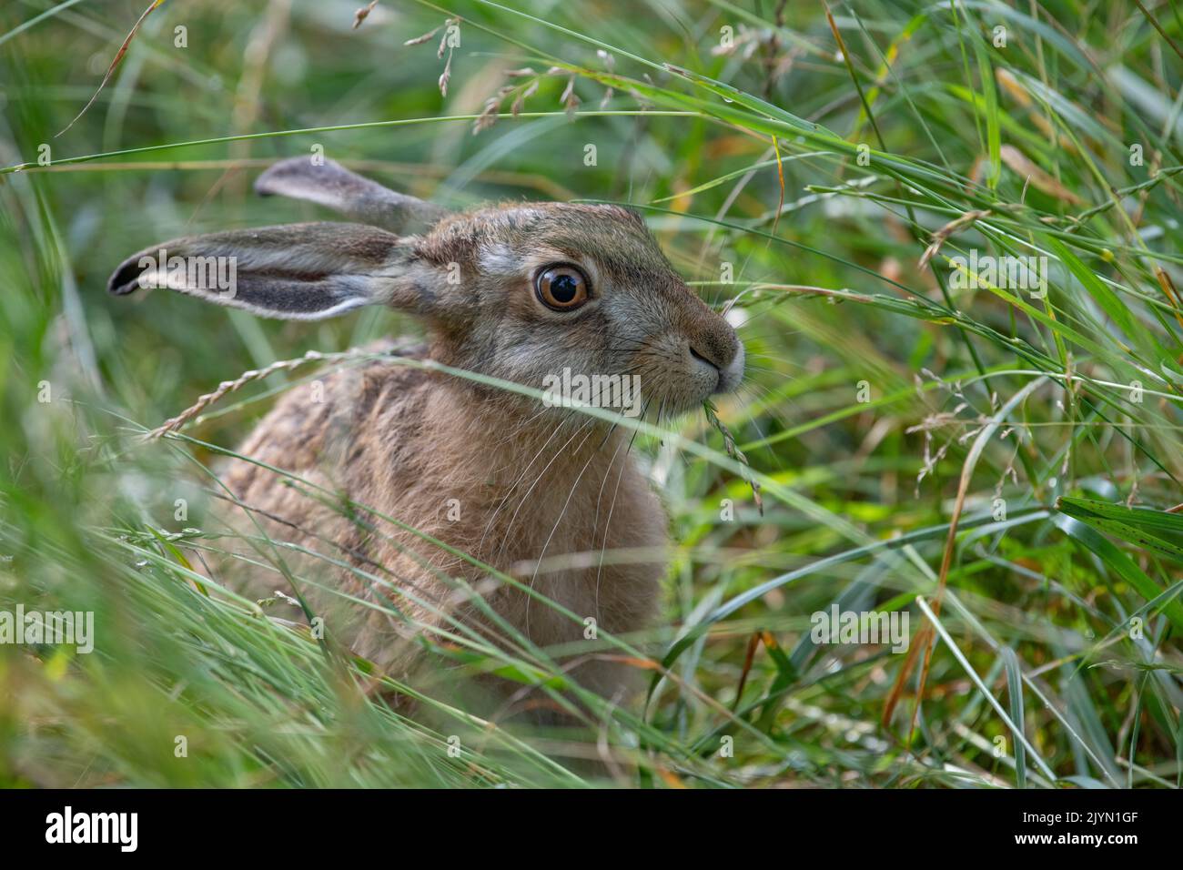 European hare (Lepus europaeus), feeding on a grass, Lorraine, France ...
